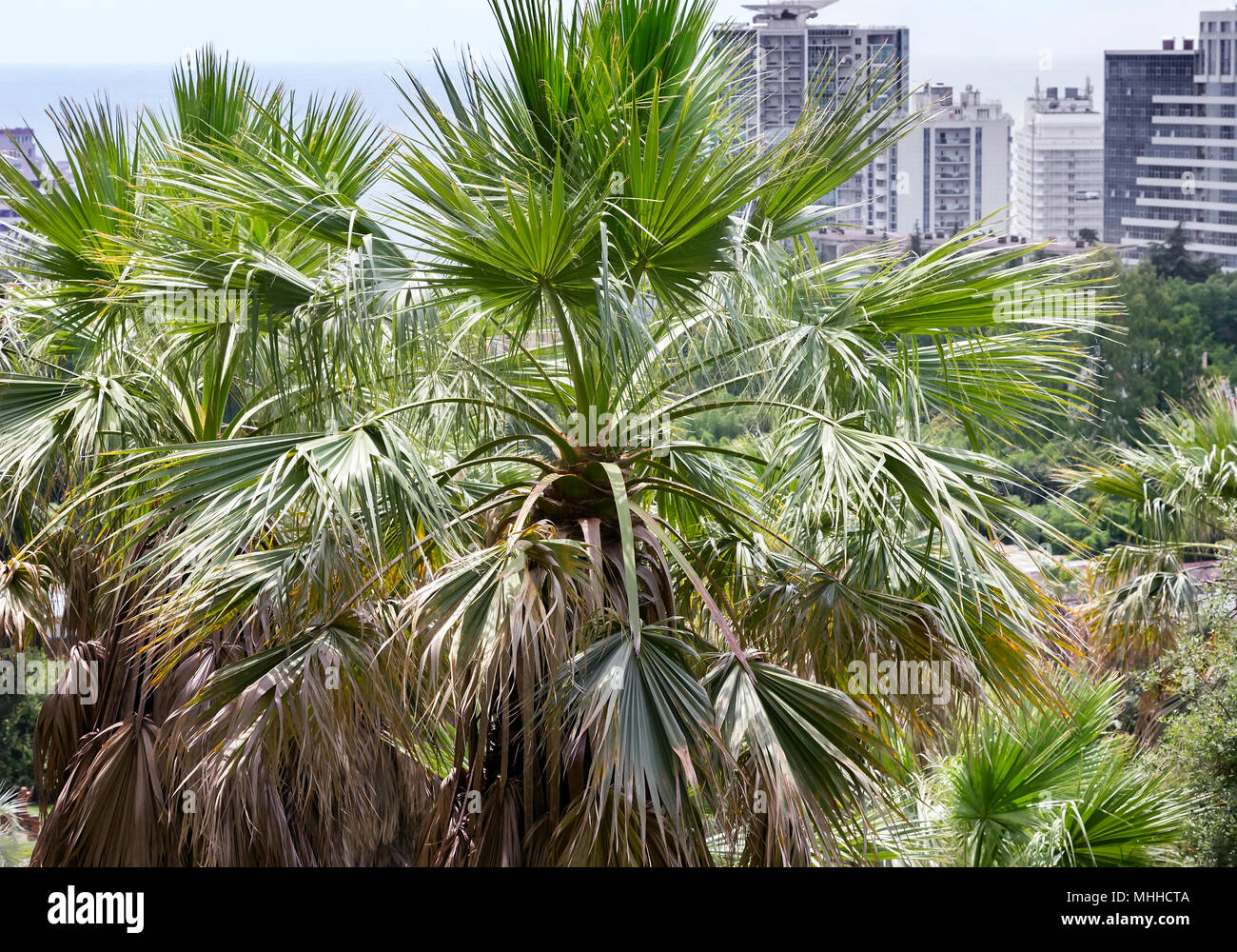 Part of the arboretum with many beautiful sprawling palm trees. The ...