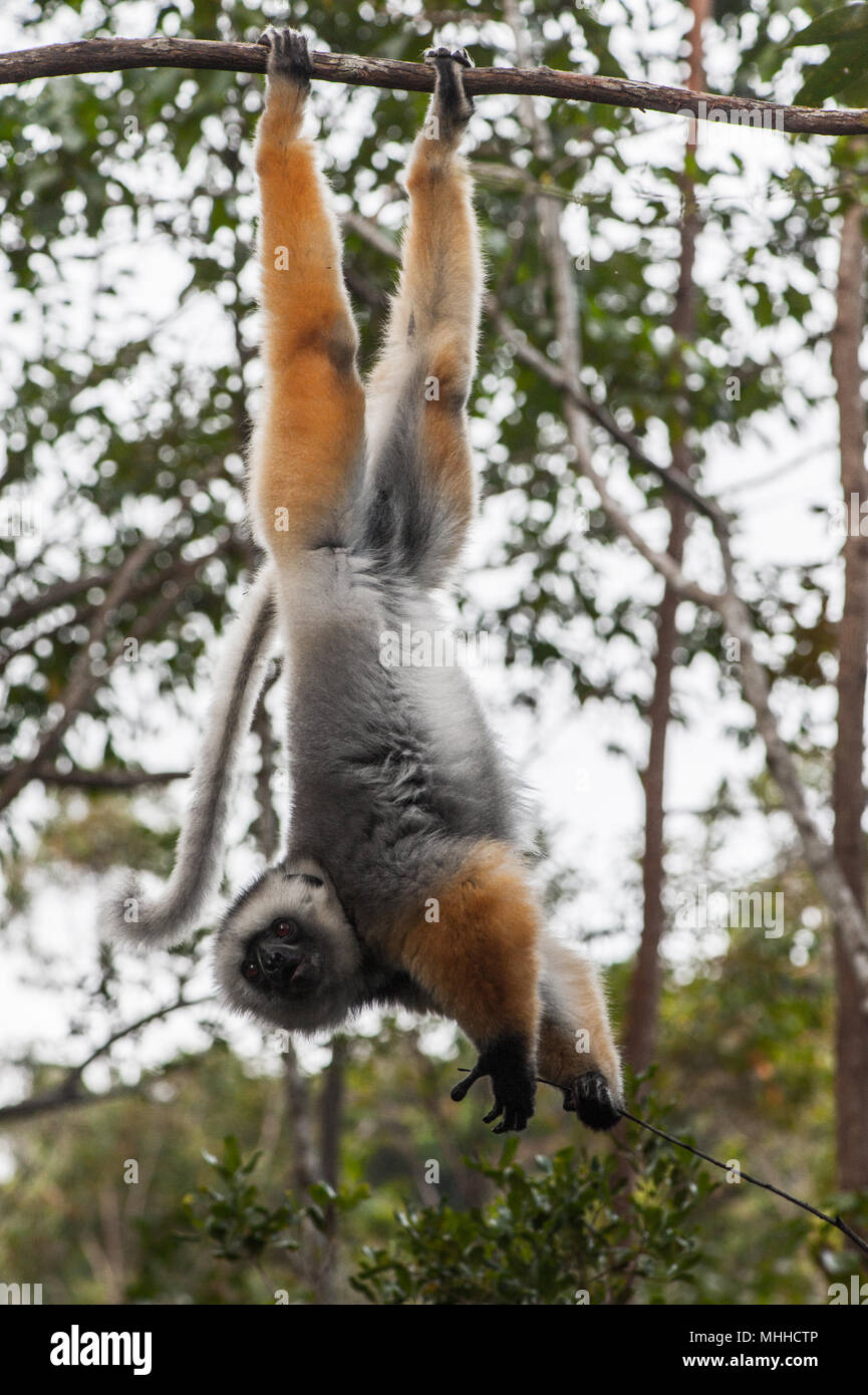 Lemur hanging on a branch of a tree in Madagascar Stock Photo - Alamy
