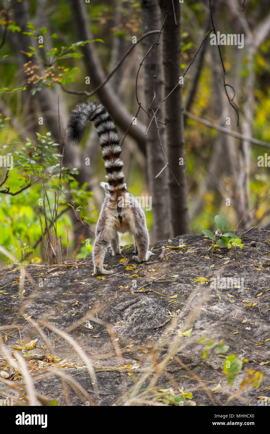 Ring-tailed lemur in Madagascar, Africa Stock Photo - Alamy