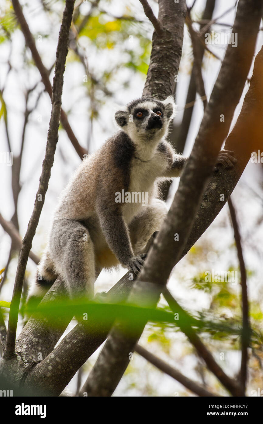 Ring-tailed lemur in Madagascar, Africa Stock Photo - Alamy