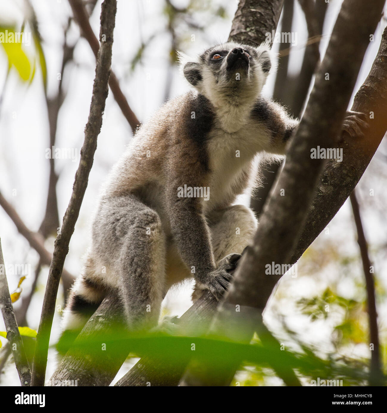 Ring-tailed lemur in Madagascar, Africa Stock Photo - Alamy