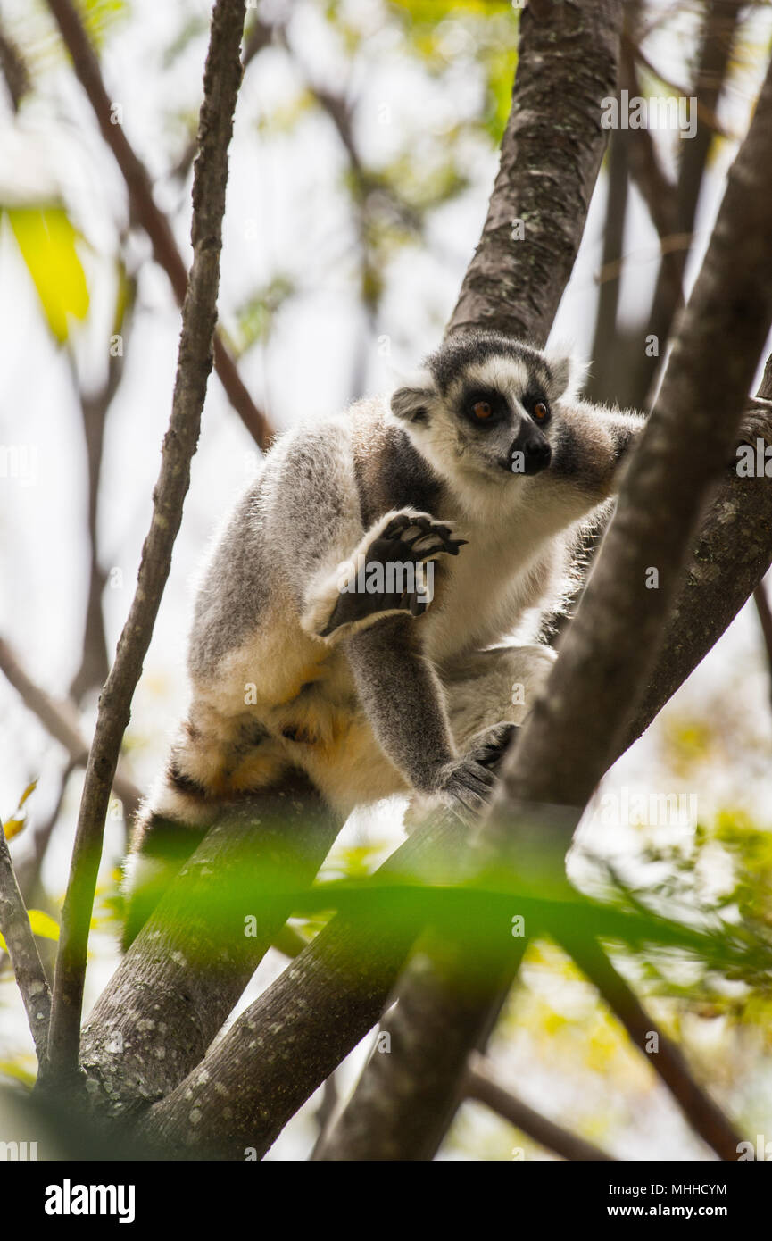 Ring-tailed lemur in Madagascar, Africa Stock Photo - Alamy
