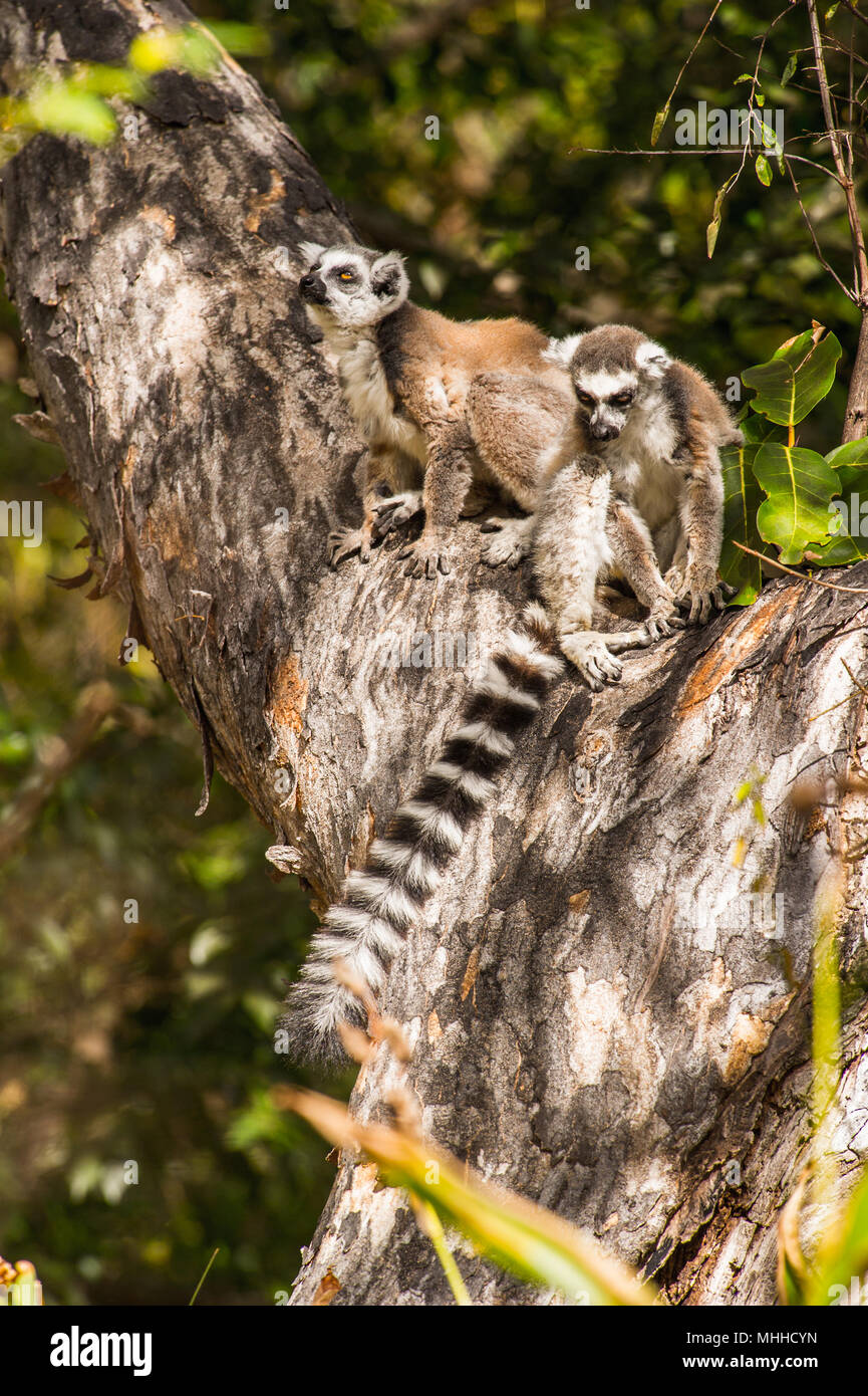 Ring-tailed lemur in Madagascar, Africa Stock Photo - Alamy