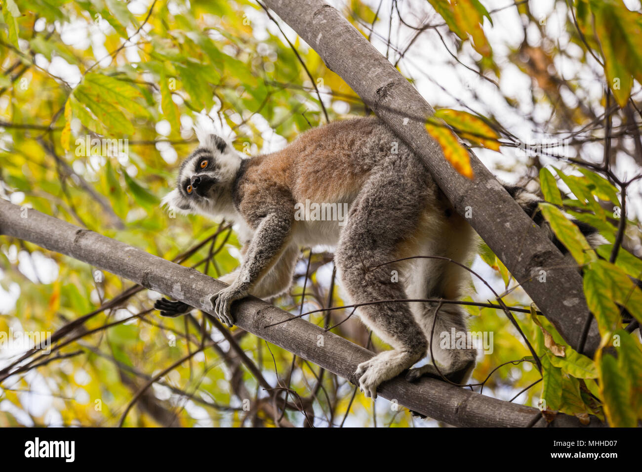 Ring-tailed lemur in Madagascar, Africa Stock Photo - Alamy