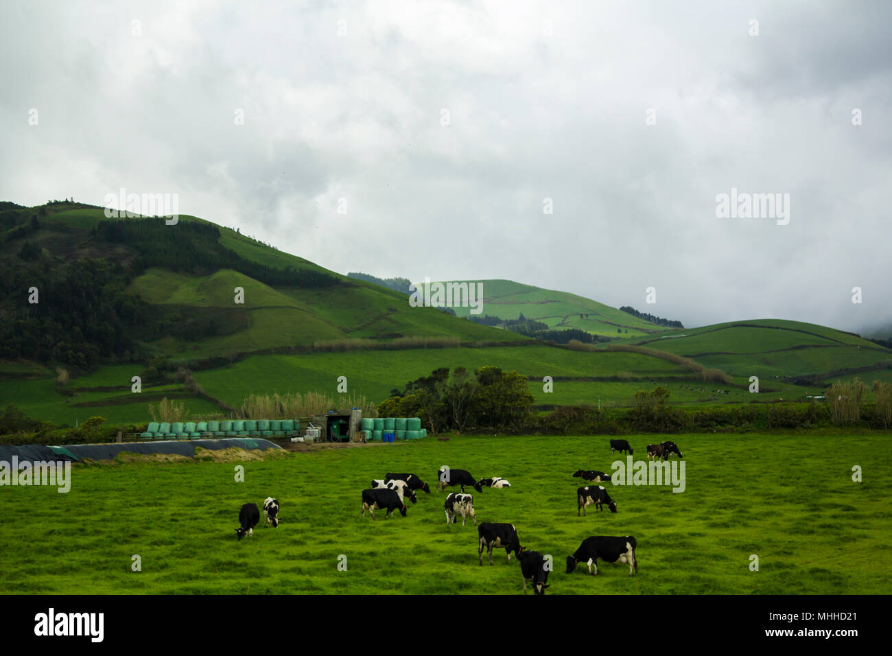 Cattle cows green pasture hills hi-res stock photography and images - Alamy
