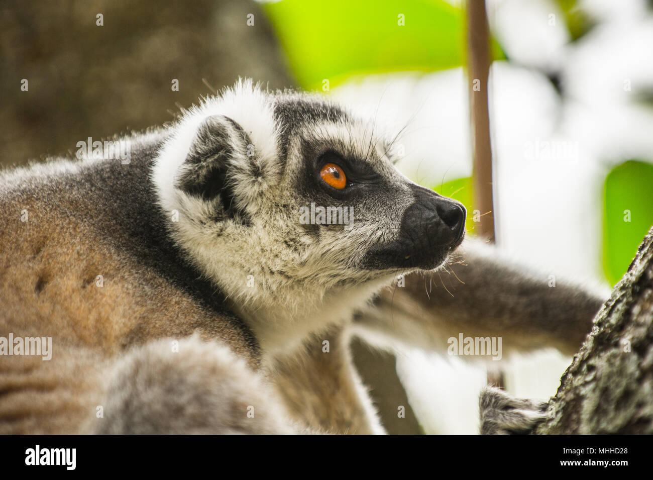 Male ring tailed lemurs tail hi-res stock photography and images - Alamy