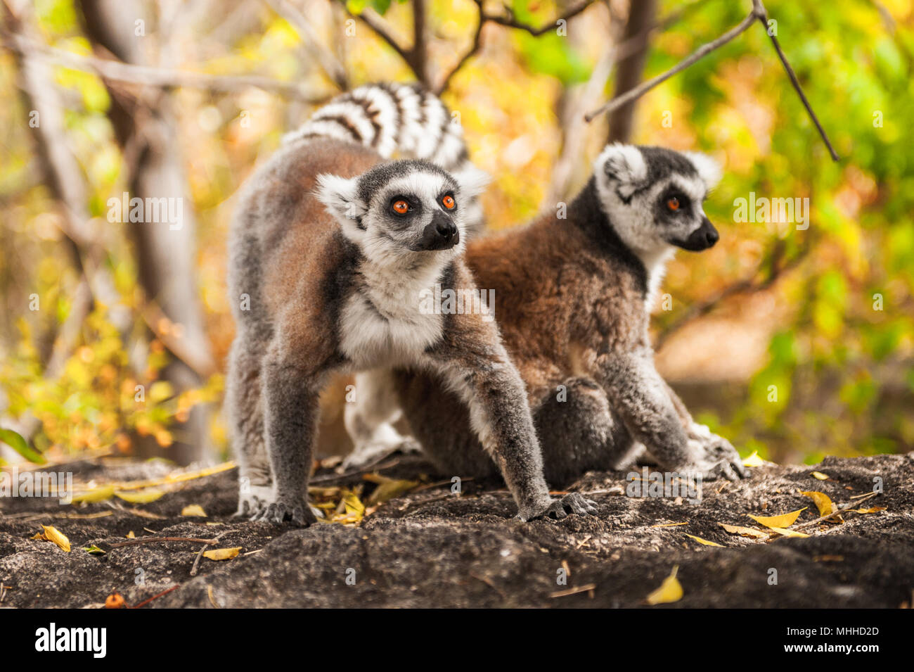 Ring-tailed lemurs in Madagascar Stock Photo - Alamy