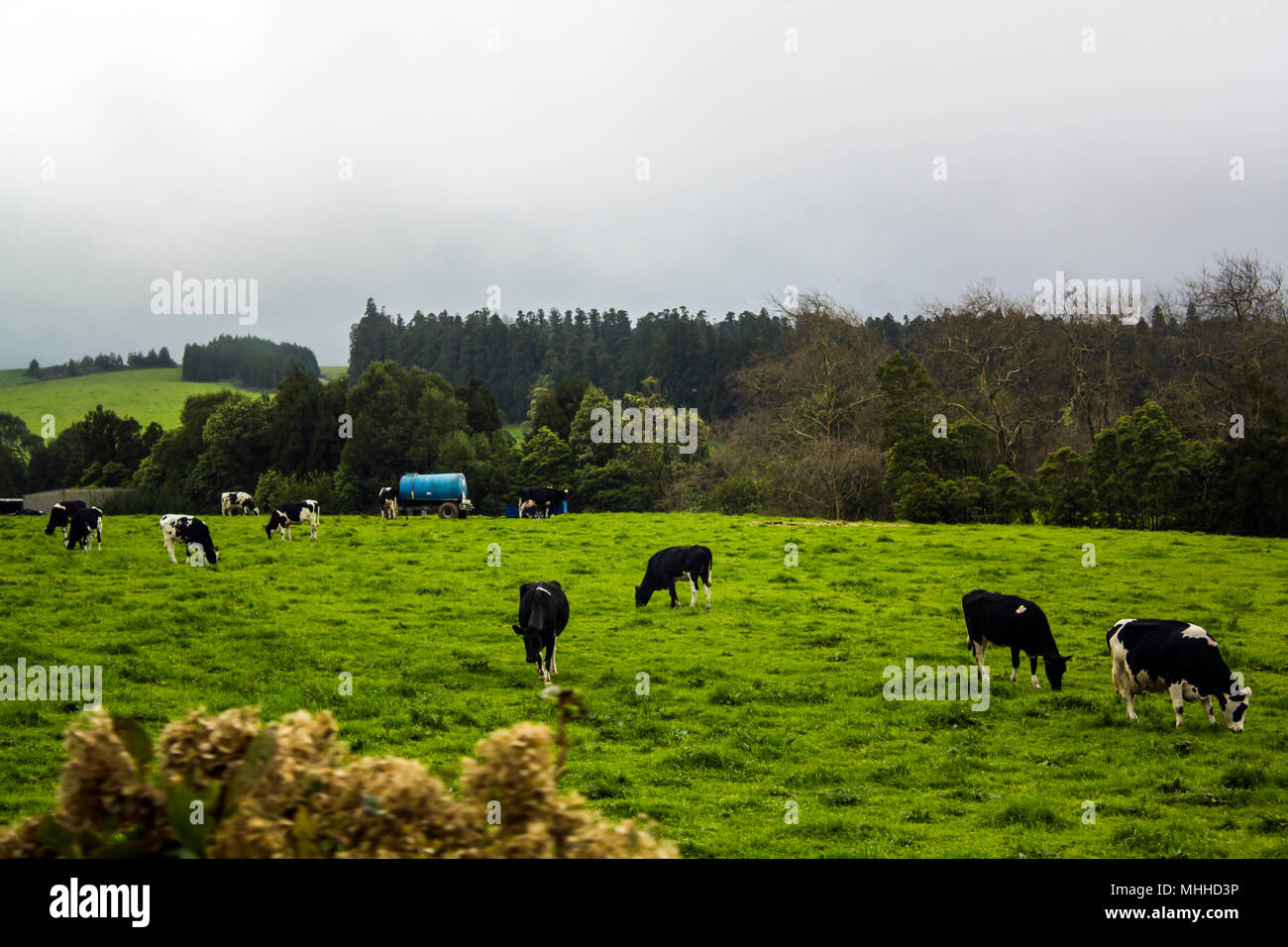 Happy cows hi-res stock photography and images - Alamy