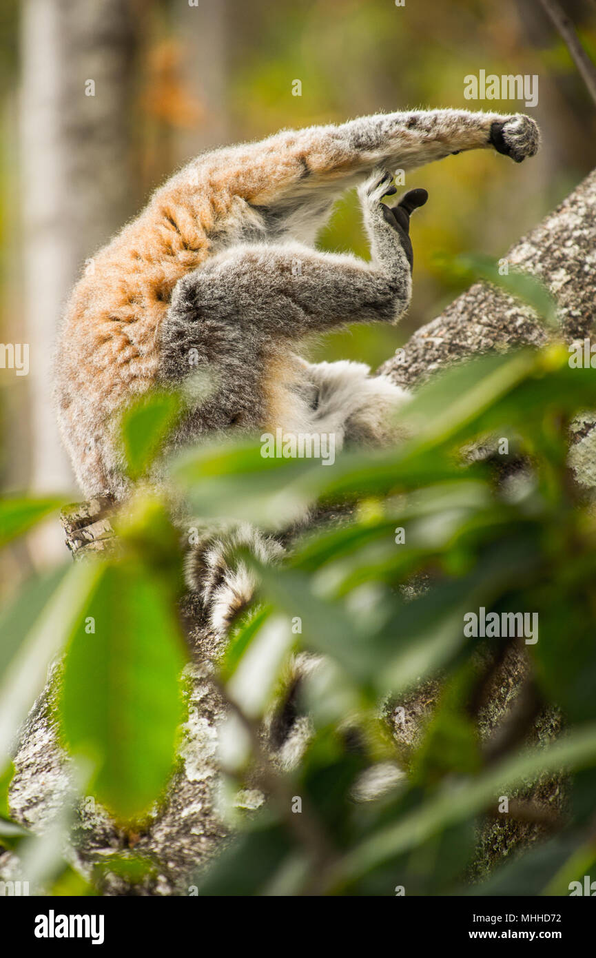 Ring-tailed lemur on a tree in Madagascar, Africa Stock Photo - Alamy