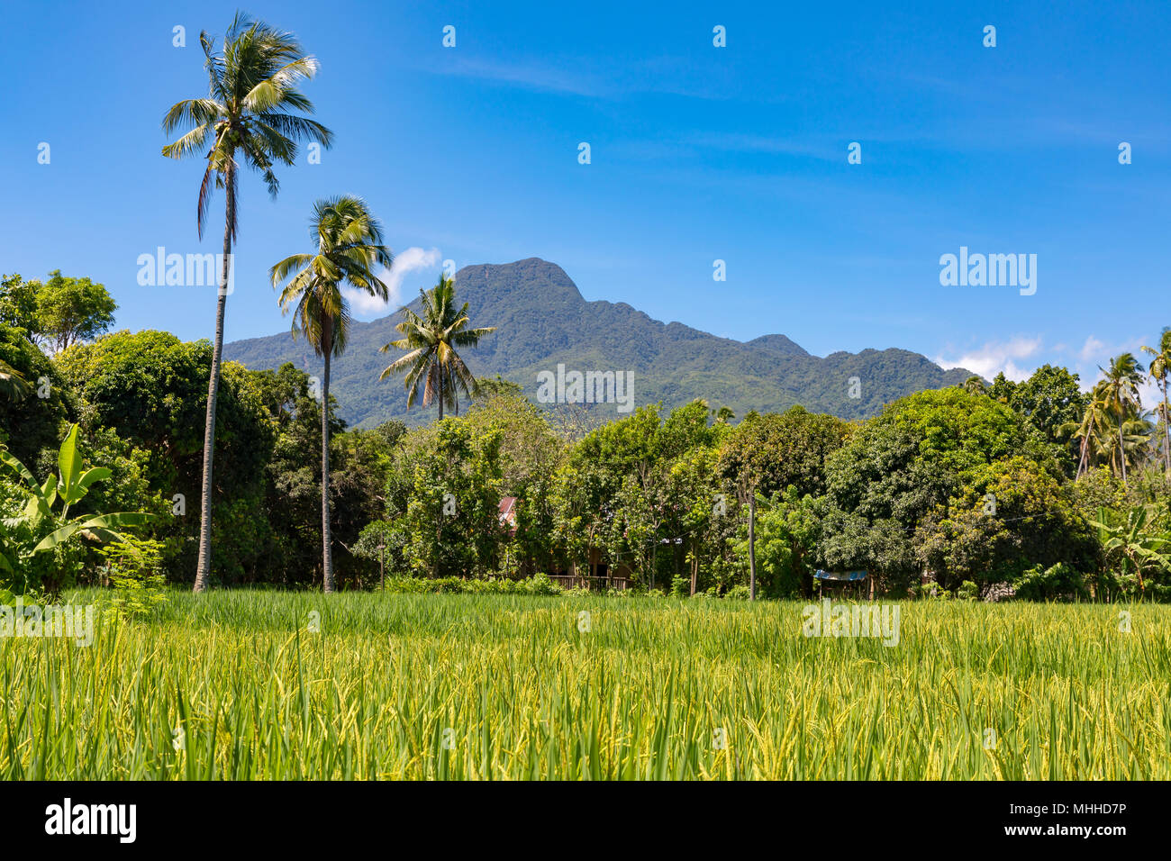 Mambajao hi-res stock photography and images - Alamy