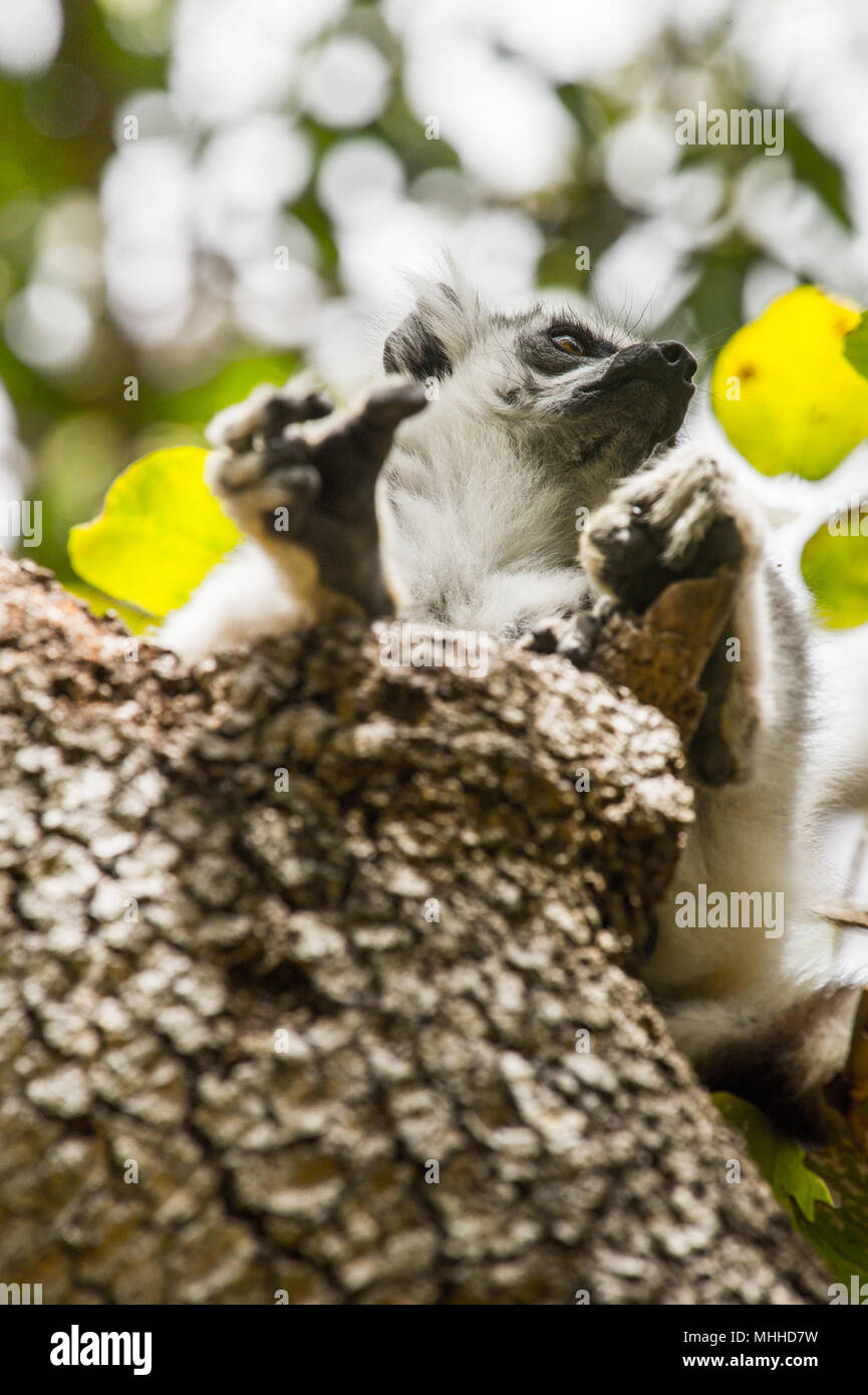 Ring-tailed lemur on a tree in Madagascar, Africa Stock Photo - Alamy