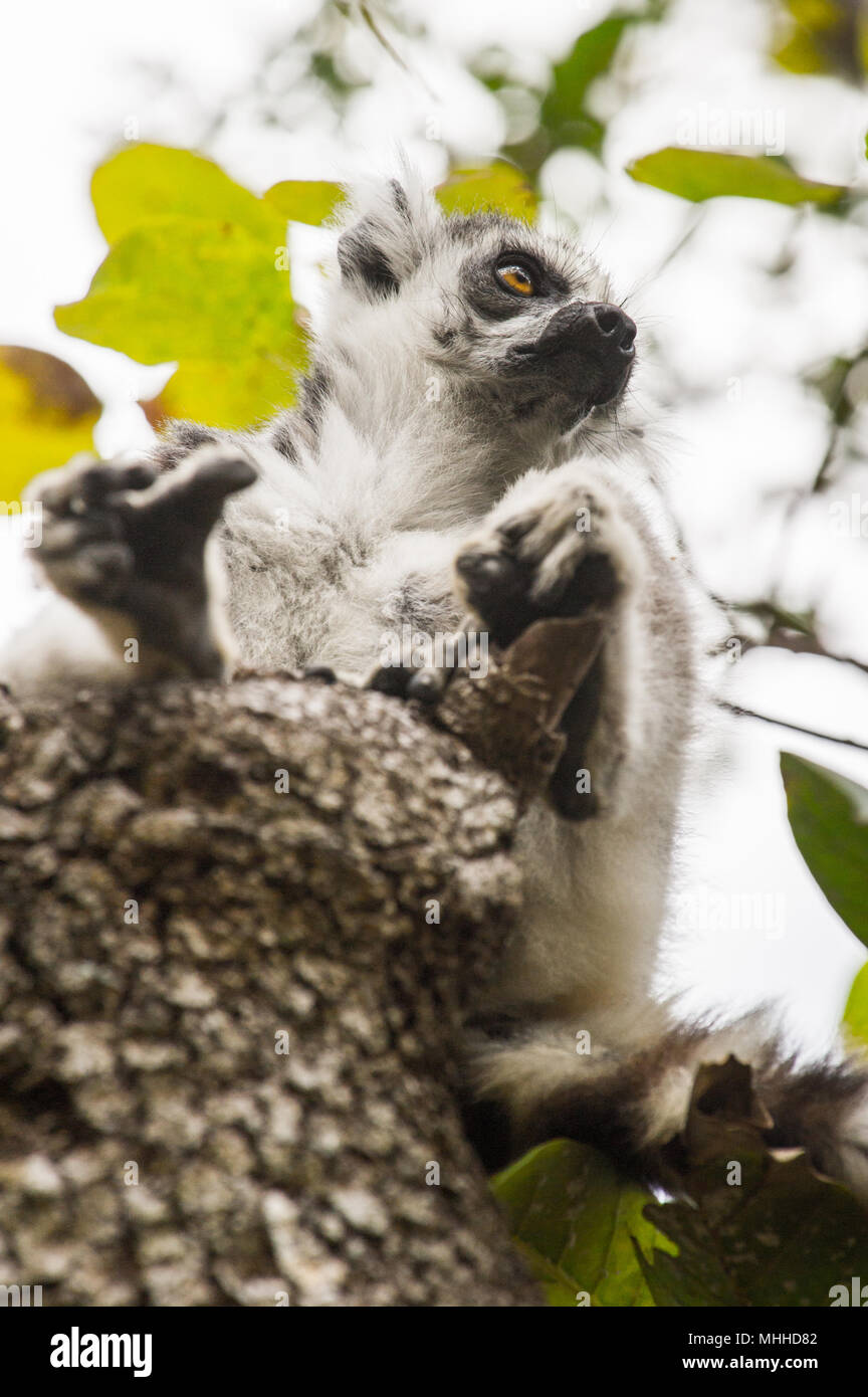 Ring-tailed lemur on a tree in Madagascar, Africa Stock Photo - Alamy