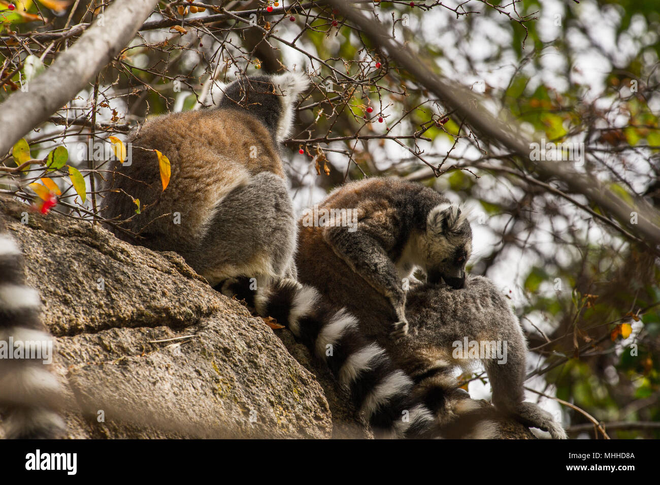 Ring-tailed lemur on a tree in Madagascar, Africa Stock Photo - Alamy