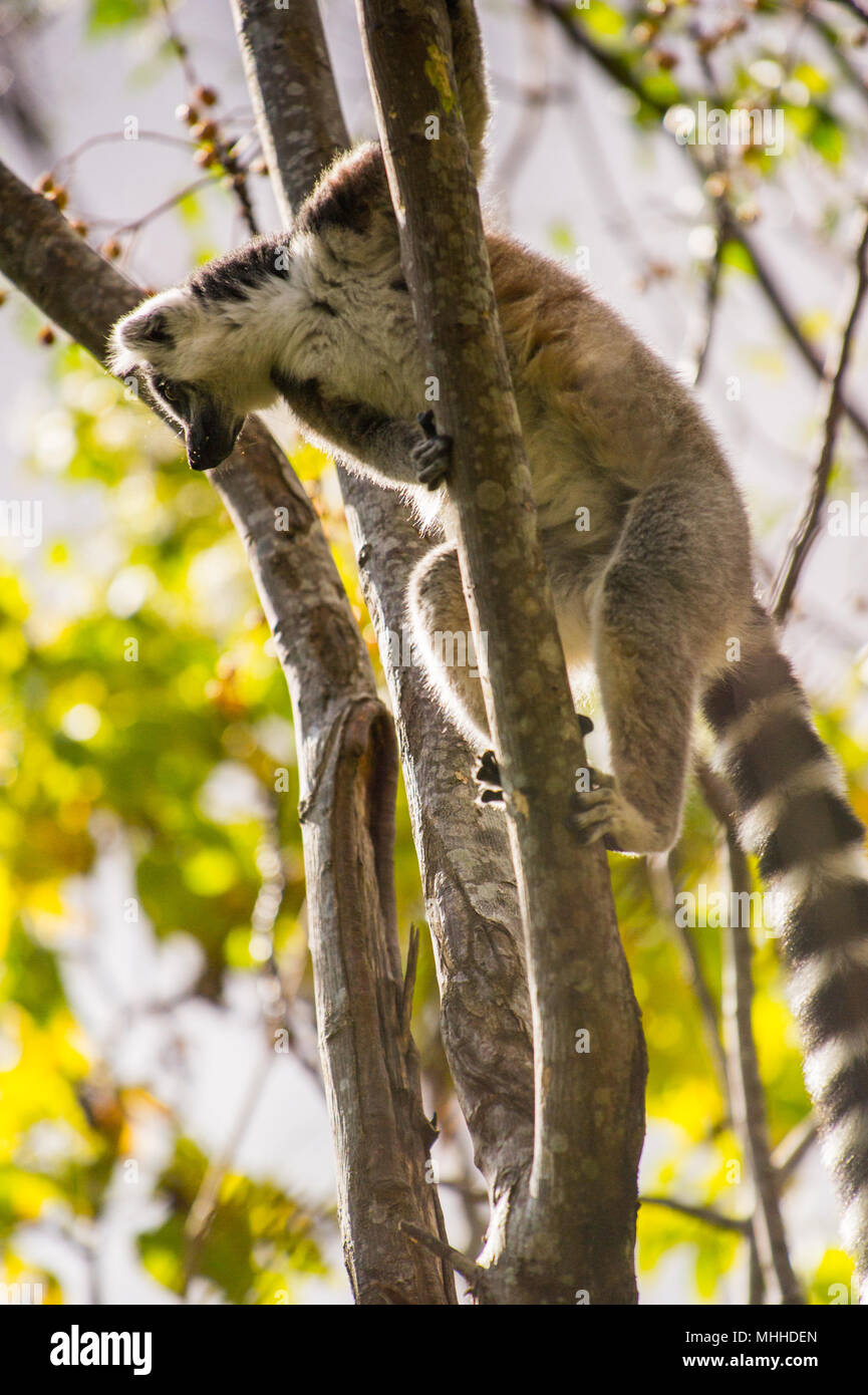 Ring-tailed lemur on a tree in Madagascar, Africa Stock Photo - Alamy
