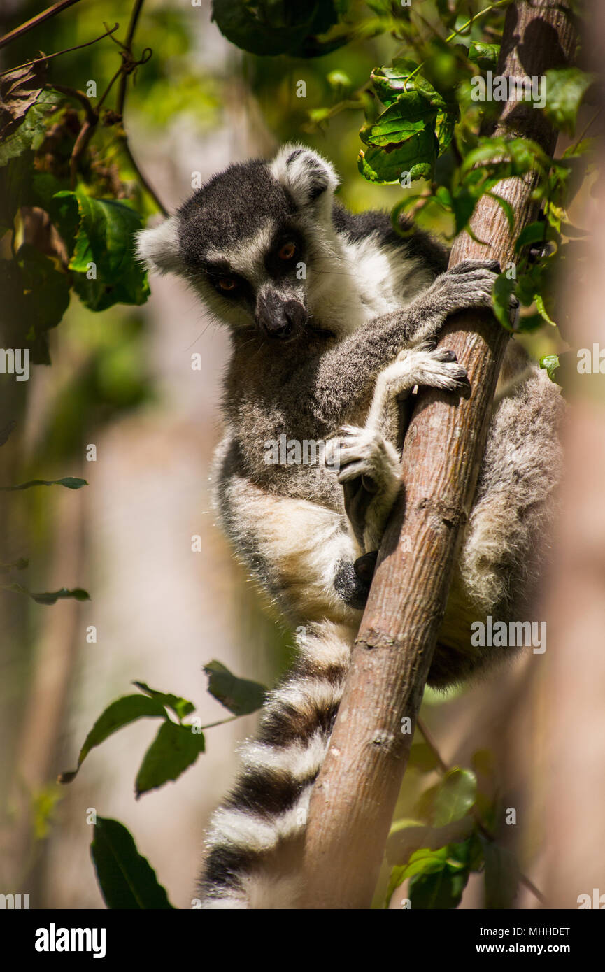 Ring-tailed lemur on a tree in Madagascar, Africa Stock Photo - Alamy