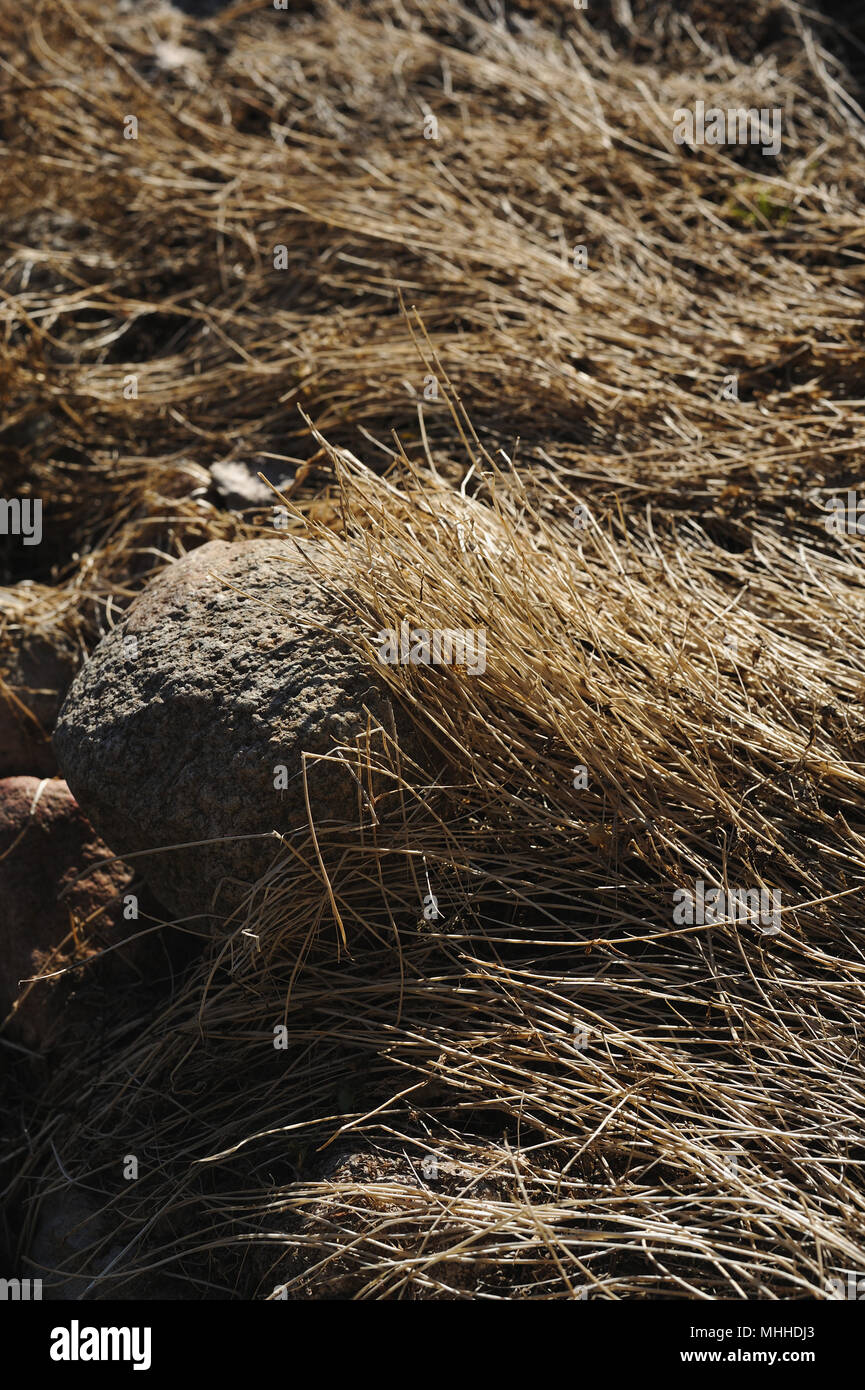 Stone and grass pattern hi-res stock photography and images - Alamy