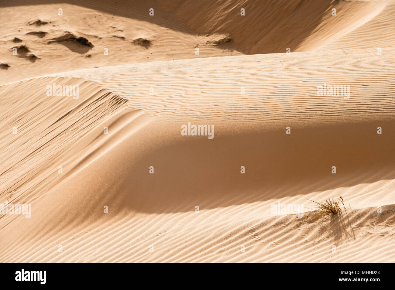 Nature of the Sahara desert in Senegal, Africa Stock Photo - Alamy
