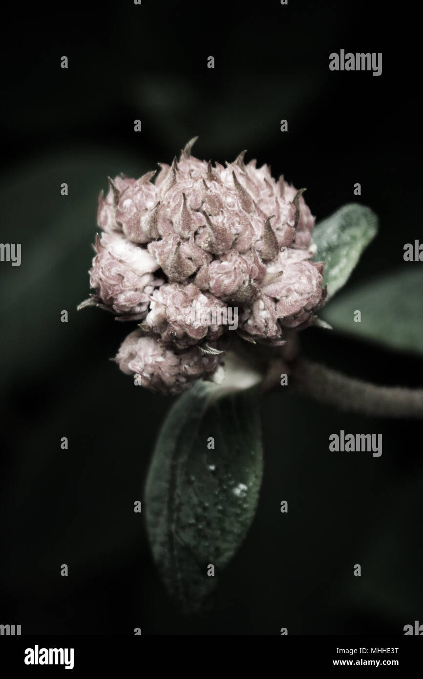 Pink flower bud cluster Stock Photo - Alamy