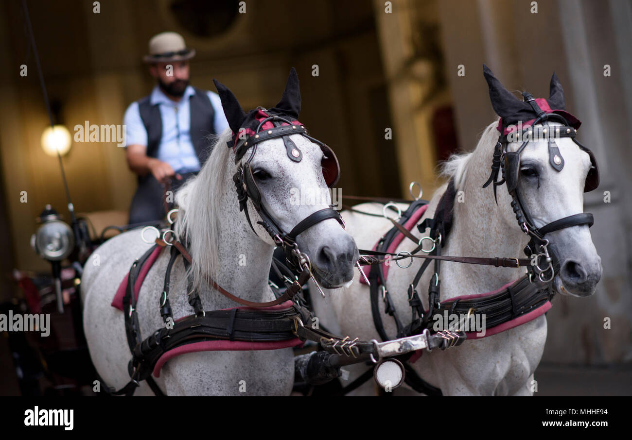 Horse drawn carriage rides hi-res stock photography and images - Alamy