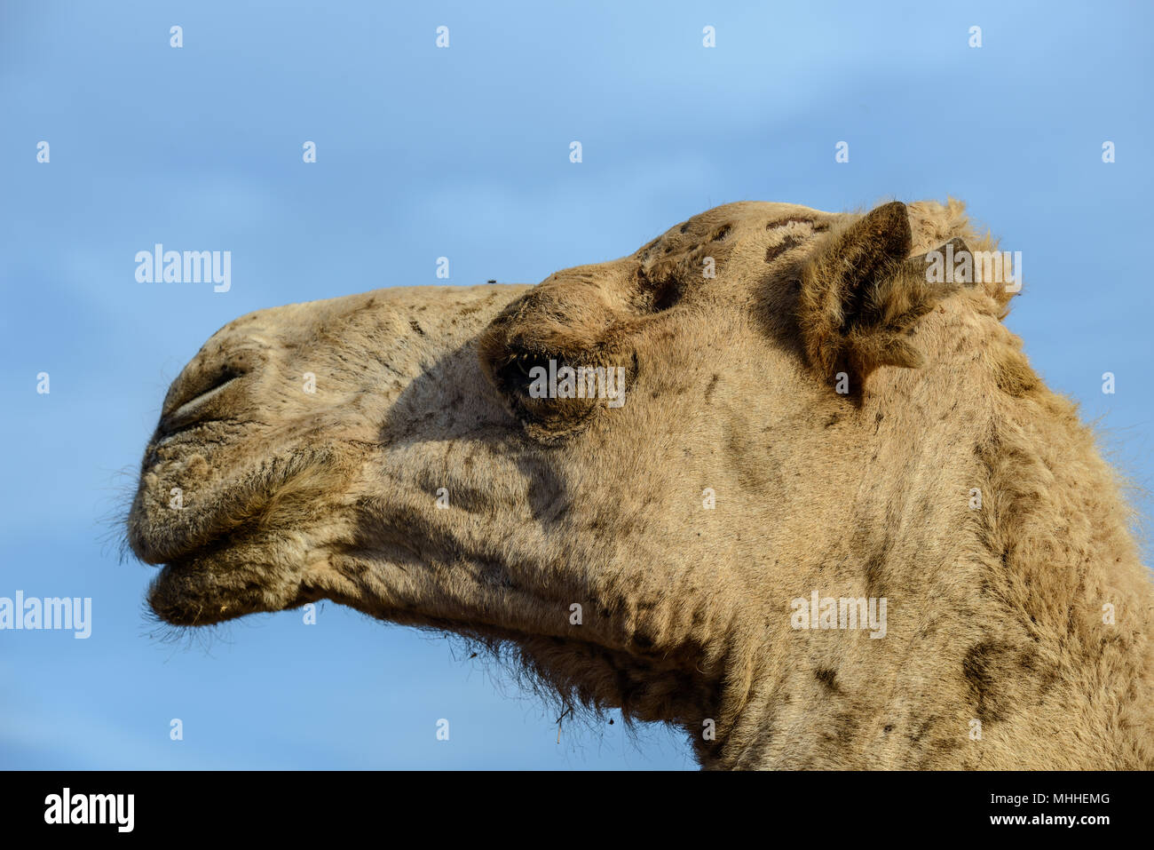 Camel is about to spit Stock Photo - Alamy