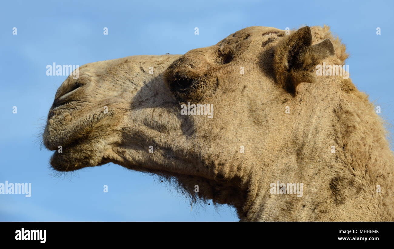 Portrait of a camel Stock Photo - Alamy