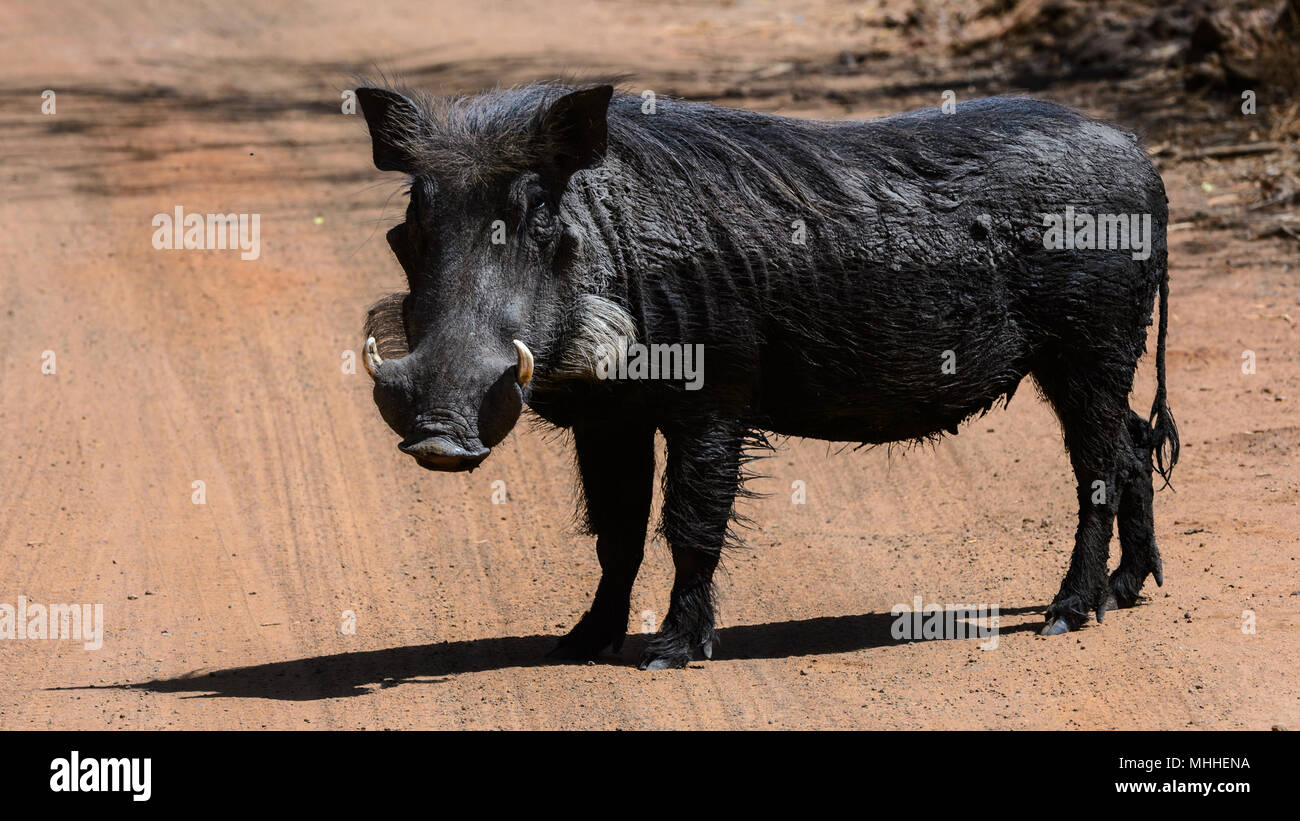 Wild pig (boar) of Africa Stock Photo - Alamy