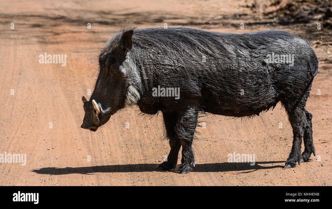 Wild pig (boar) of Africa Stock Photo - Alamy
