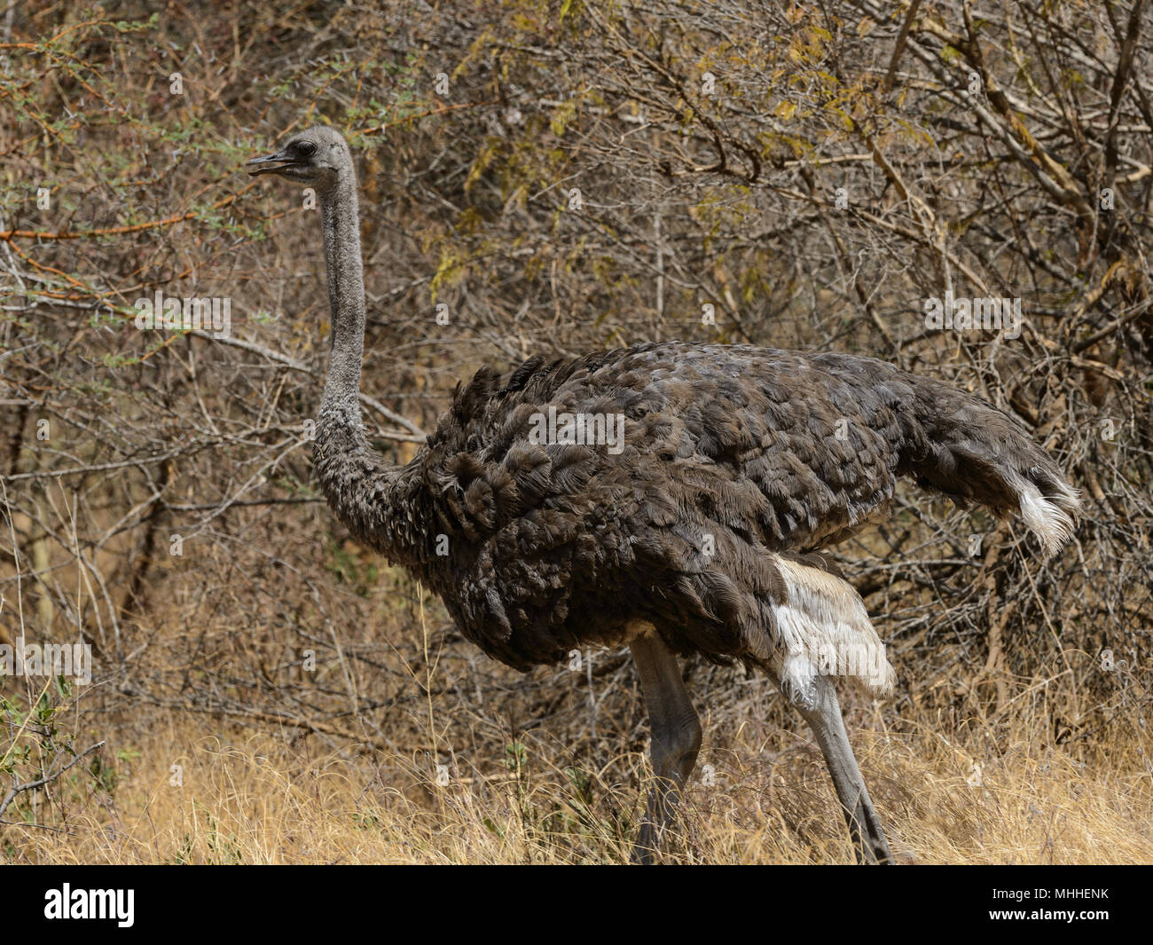 Alive ostrich hi-res stock photography and images - Alamy