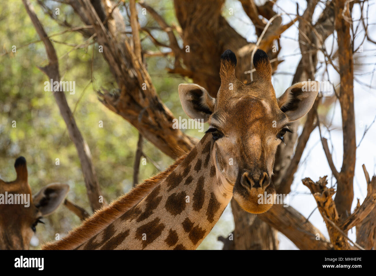 Portrait of a giraffe Stock Photo - Alamy
