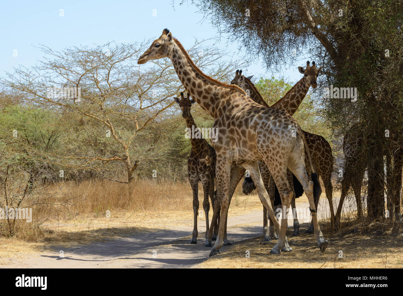 Group of giraffes in Africa Stock Photo - Alamy