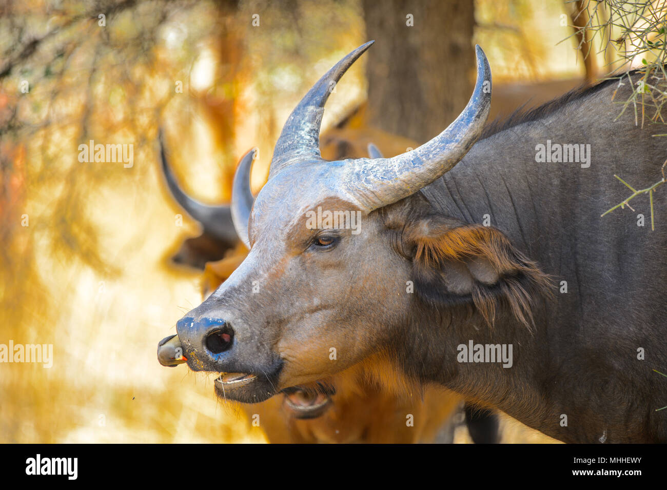 Portrait of sad bull, Senegal Stock Photo - Alamy