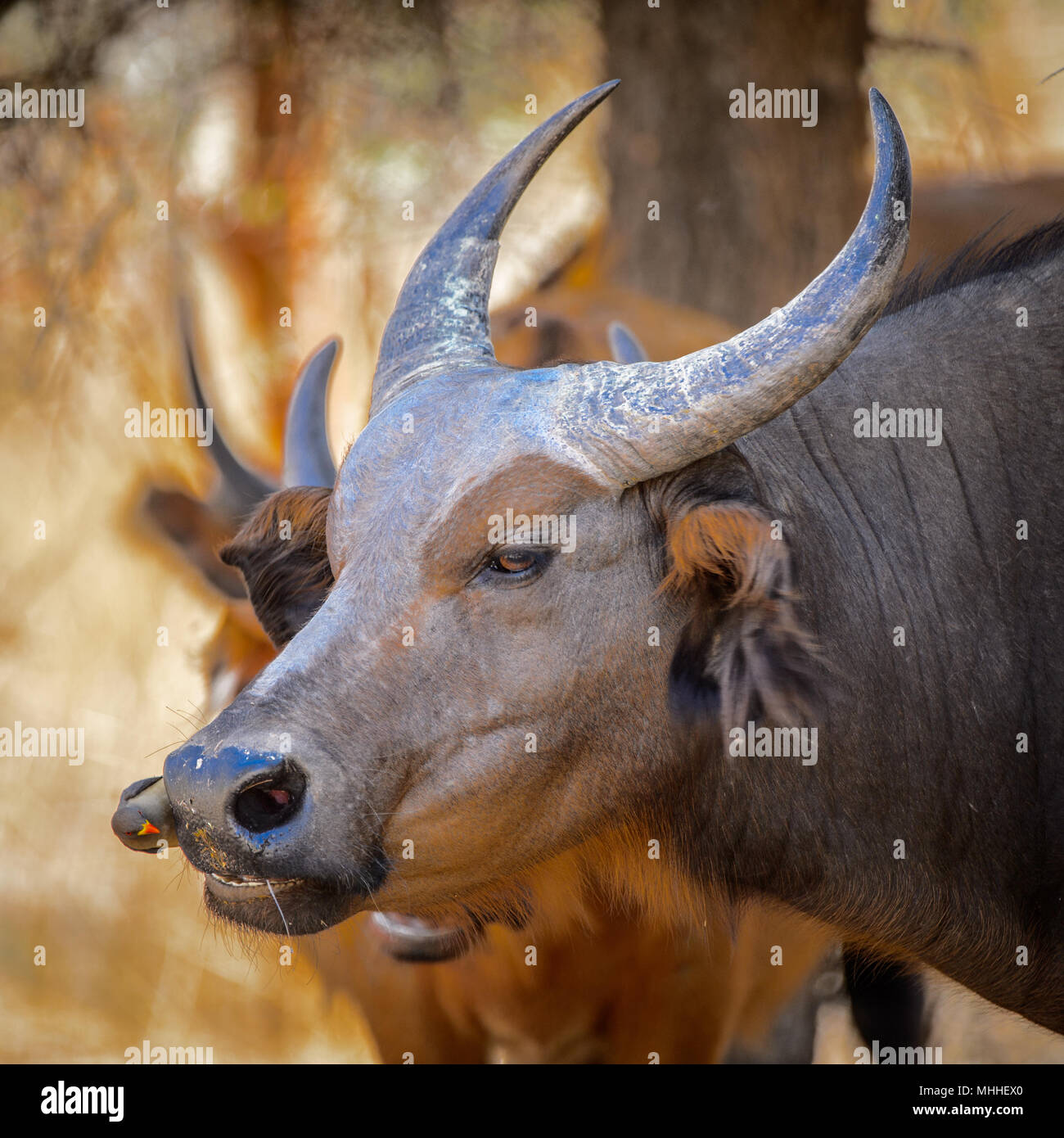 Sad bull hi-res stock photography and images - Alamy