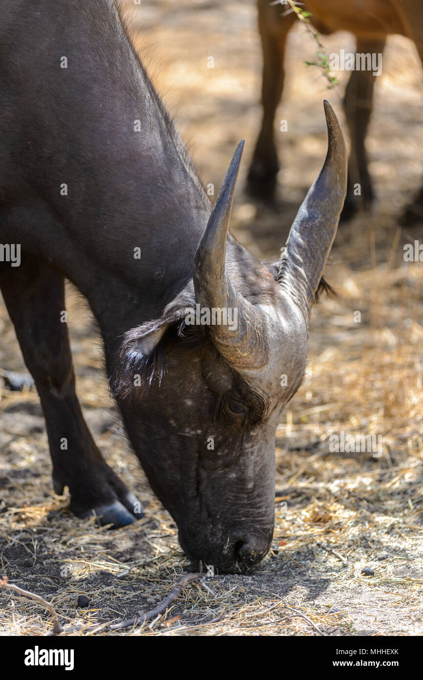 Big bufallo hi-res stock photography and images - Alamy