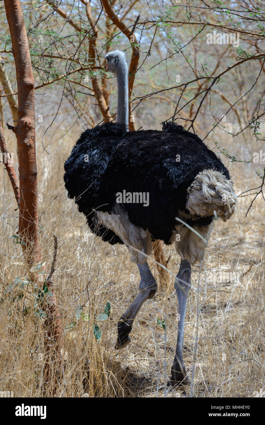 Ostrcich hi-res stock photography and images - Alamy