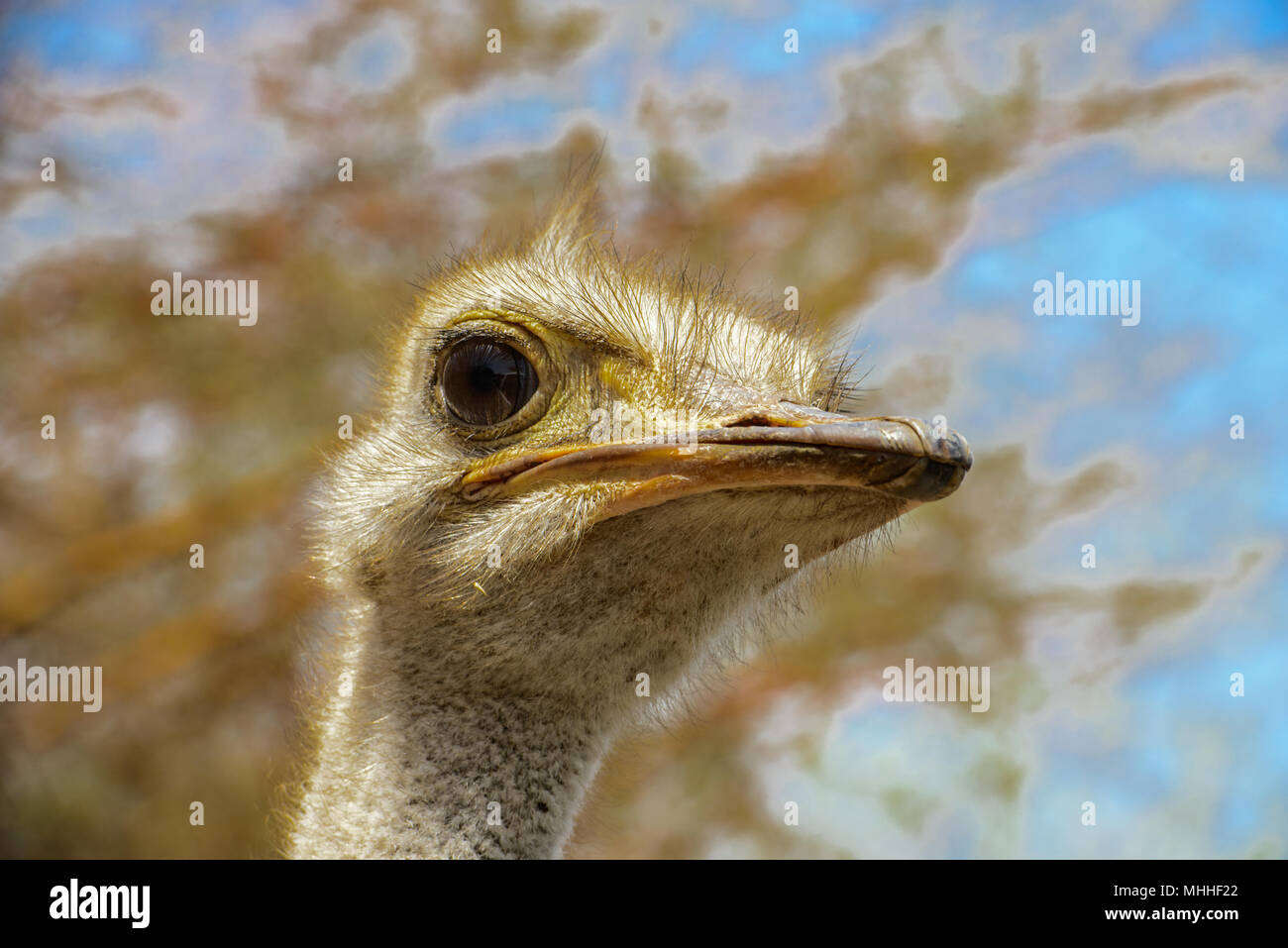 Ostrcich hi-res stock photography and images - Alamy