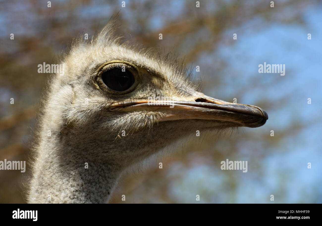 Close up of an ostrich Stock Photo - Alamy