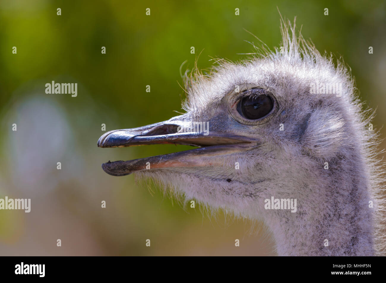 Profile of an ostrich Stock Photo - Alamy