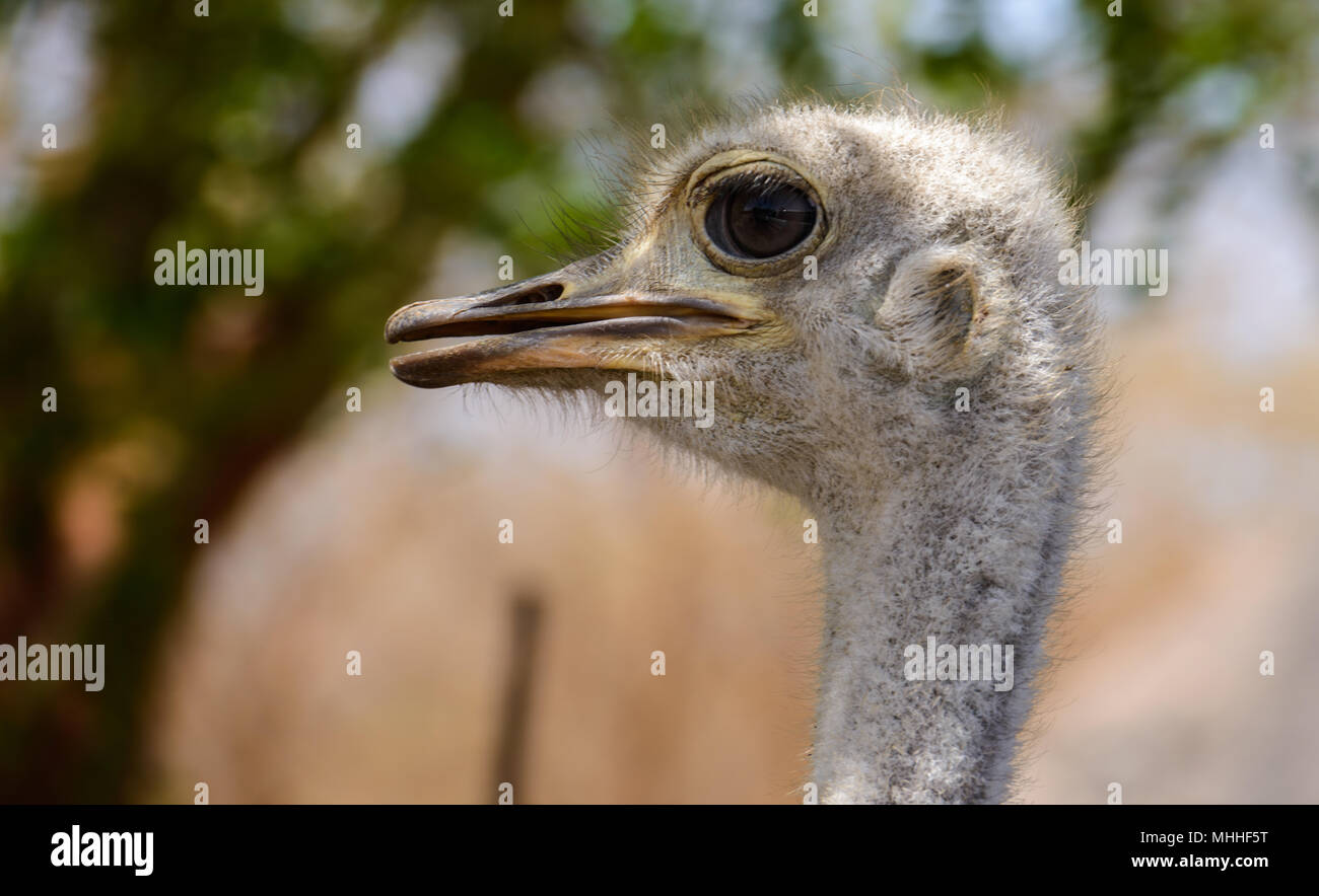 Profile of an ostrich Stock Photo - Alamy