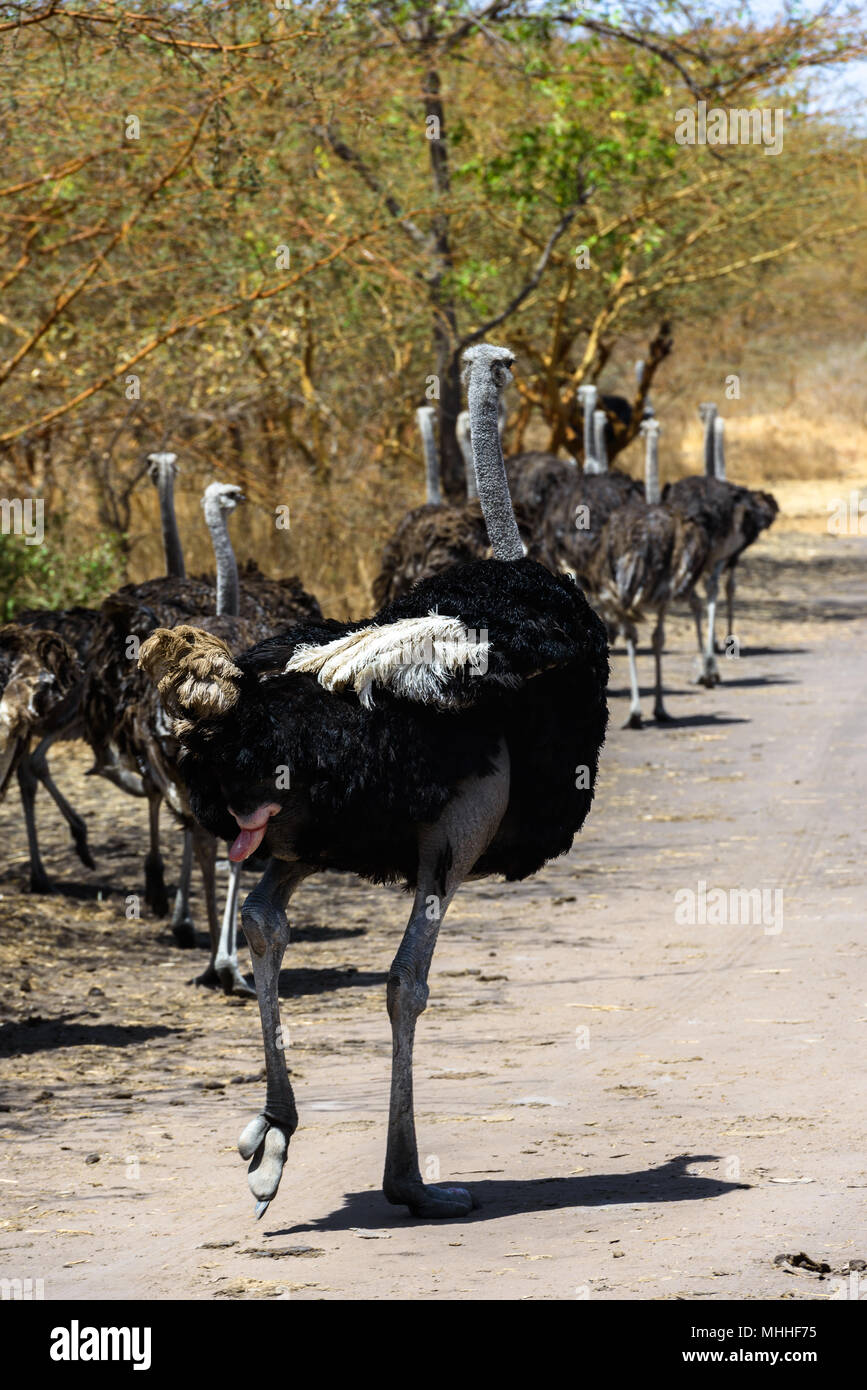 Group of ostriches is running over the sand Stock Photo - Alamy