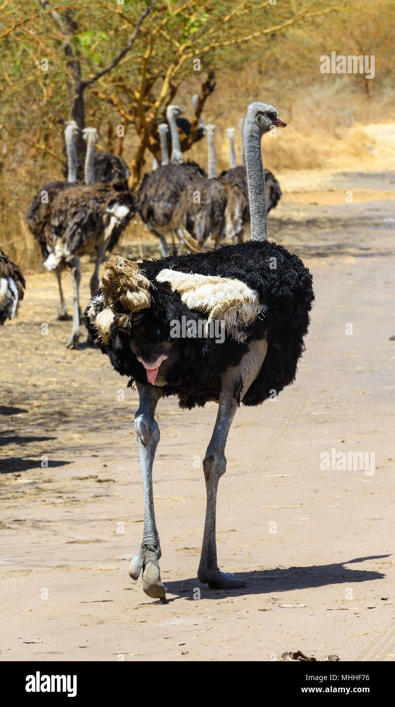 Ostrich Sea High Resolution Stock Photography and Images - Alamy