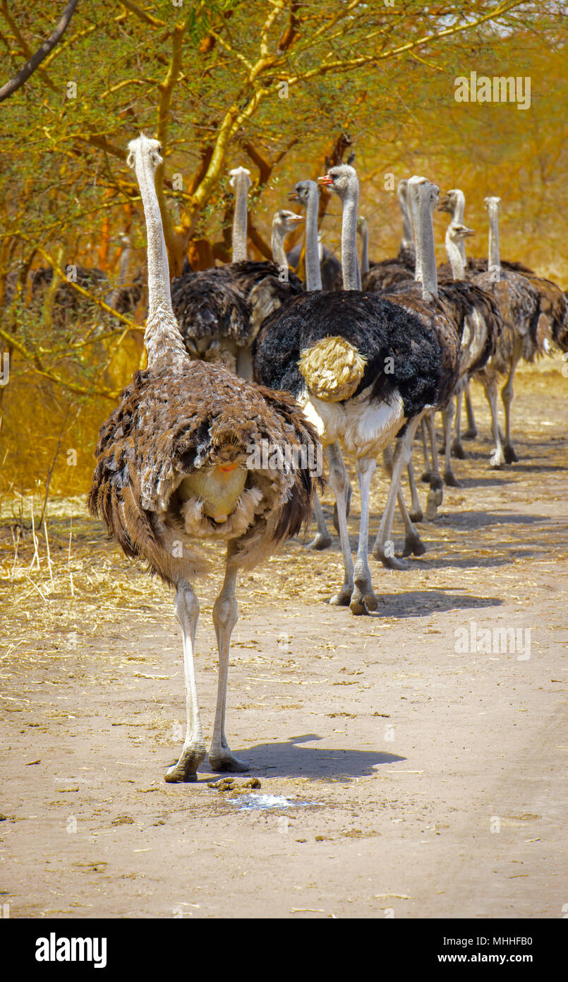 Group of ostrich running over the savanna Stock Photo - Alamy