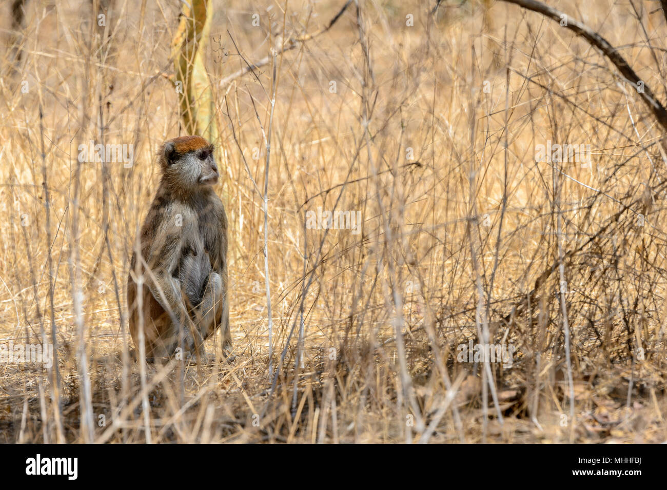 Green monkey (Chlorocebus sabaeus), is an Old World monkey with golden ...
