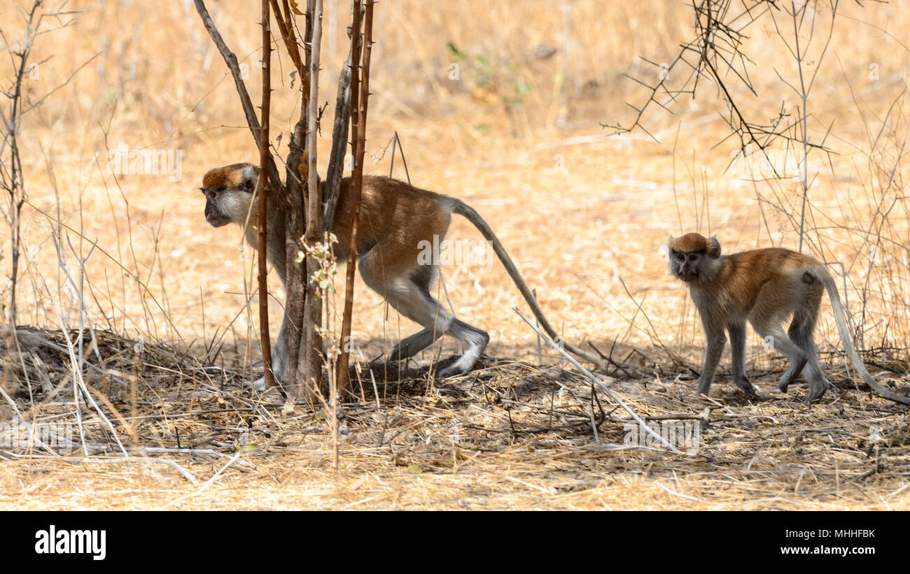 Two green monkeys walk in Africa Stock Photo - Alamy