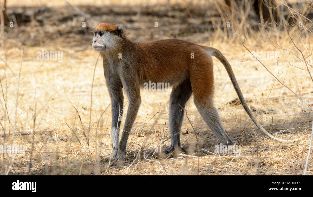 African monkey walk over the savanna Stock Photo - Alamy