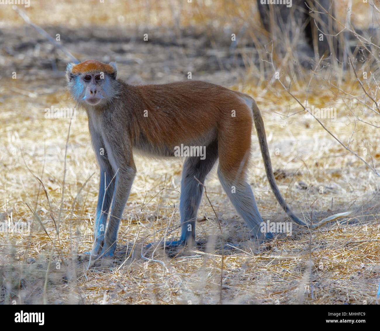 African monkey walk over the savanna Stock Photo - Alamy