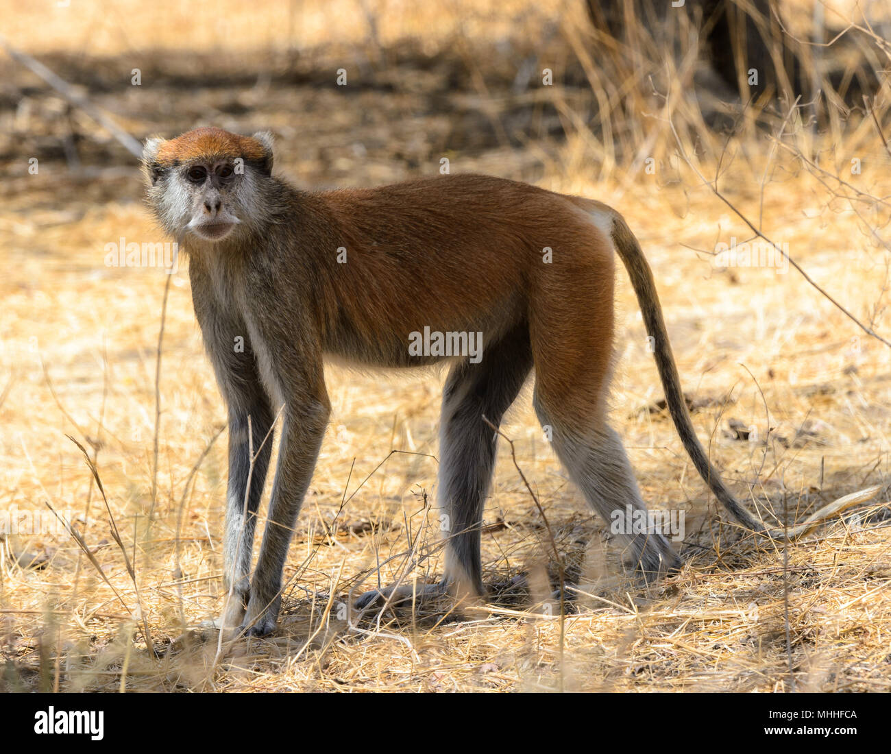 Portrait of an African monkey Stock Photo - Alamy