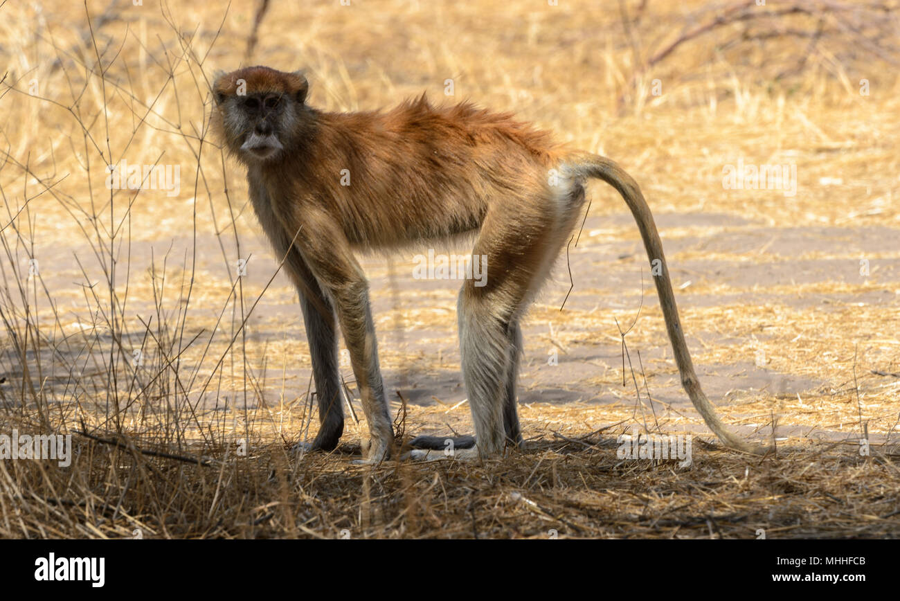 Portrait of an African monkey Stock Photo - Alamy