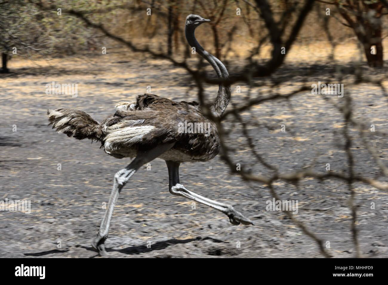 Ostrich head in ground hi-res stock photography and images - Alamy