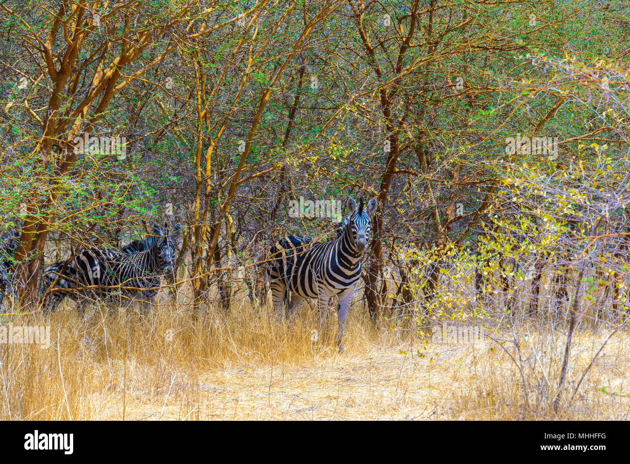 Zebras among trees hi-res stock photography and images - Alamy
