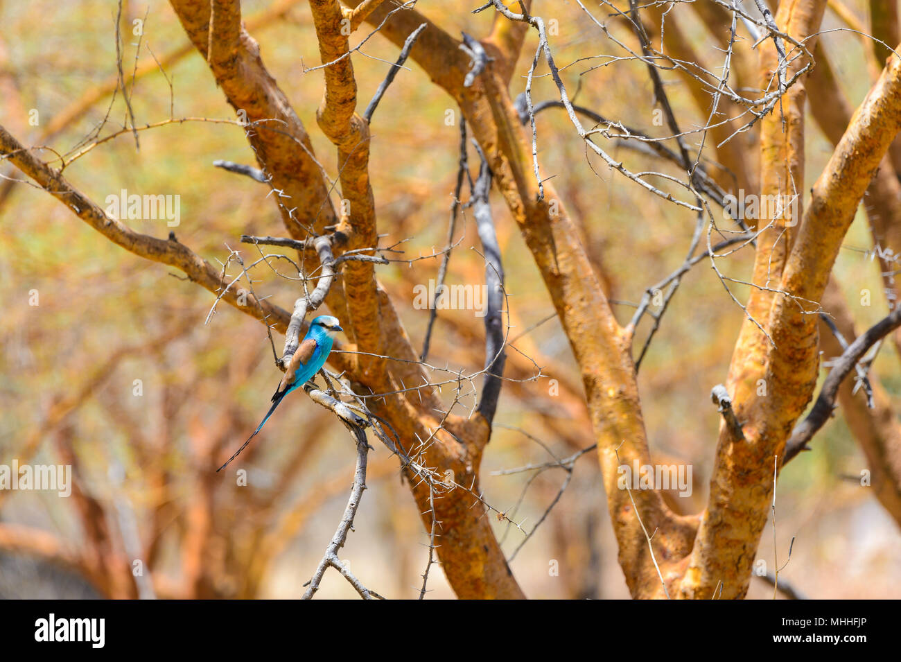 Little bird on a branch of a tree Stock Photo - Alamy